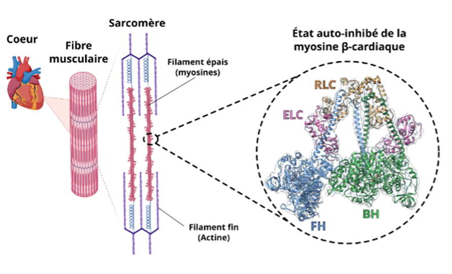 myosin structure labeled