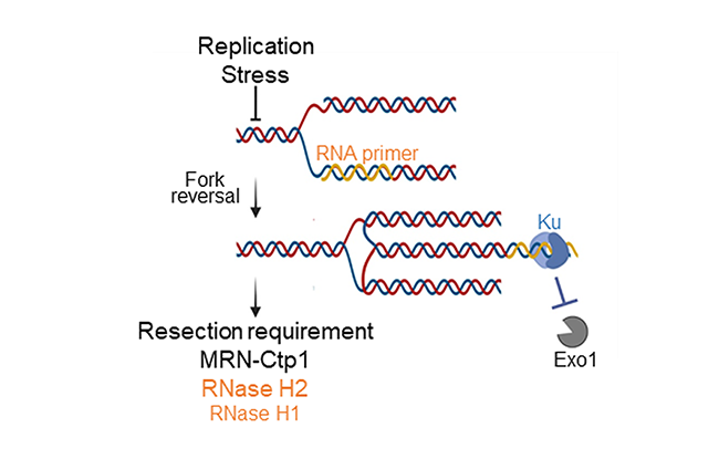 what is a replication fork