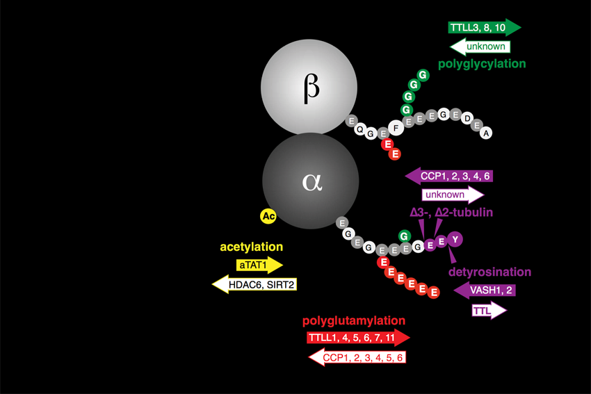 microtubule network function